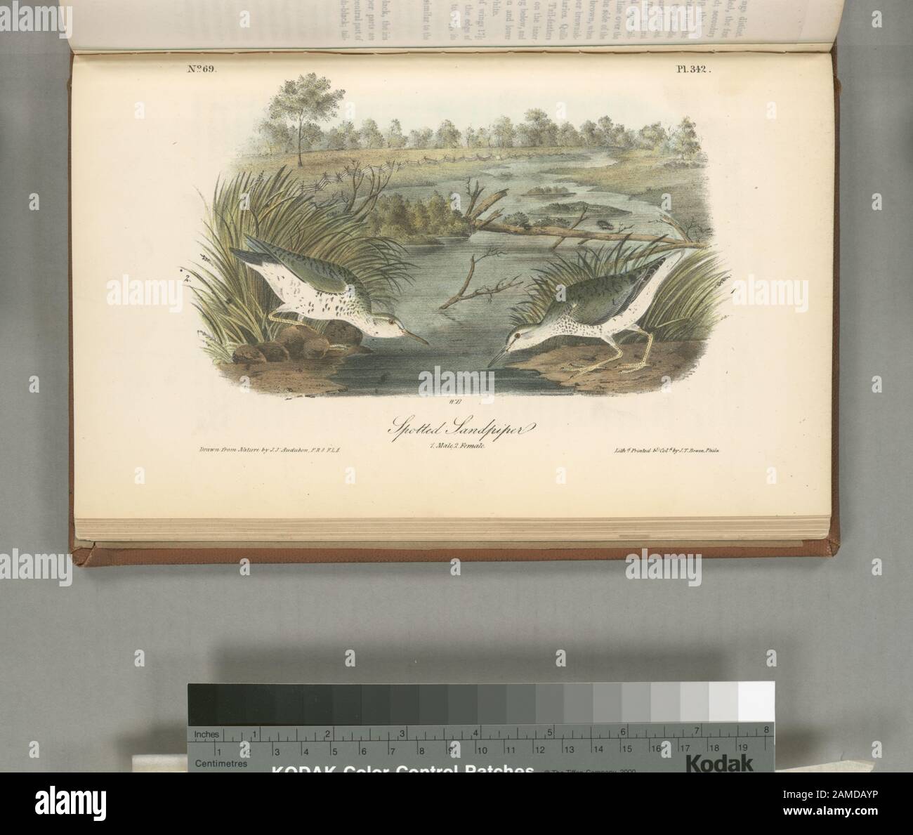 Spotted Sandpiper 1 Male 2 Female Totanus macularius. Spotted Sandpiper ...