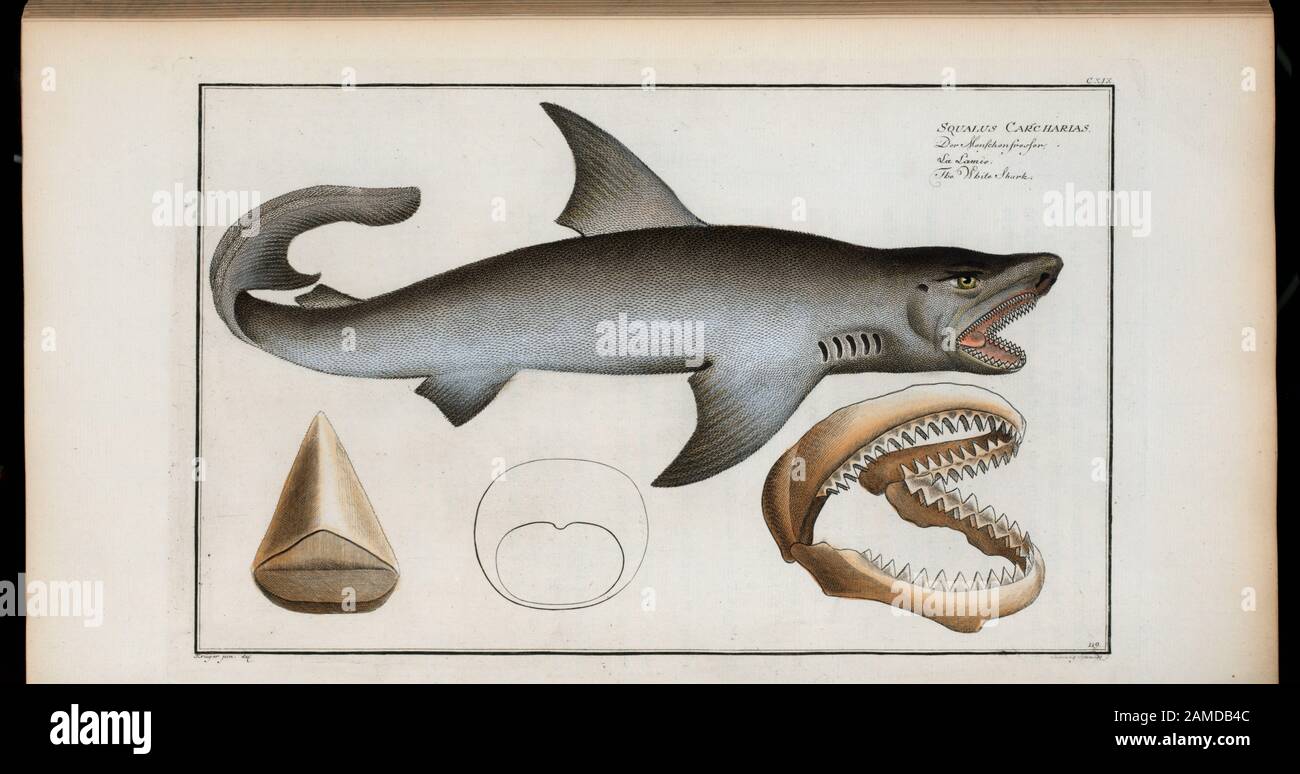 Shark Squalus Anatomy