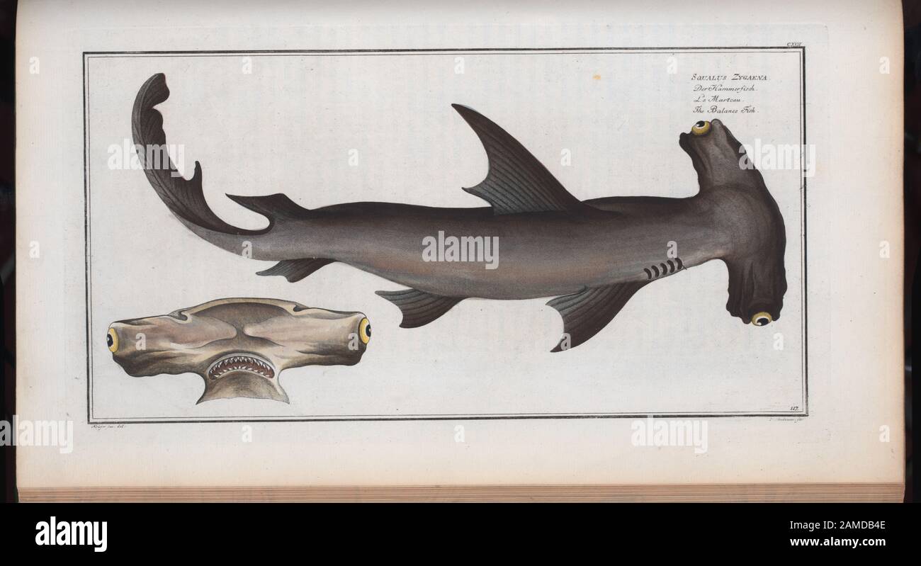 Squalus Zygaena, The Balance Fish Gross, 1994, #120; Squalus Zygaena ...