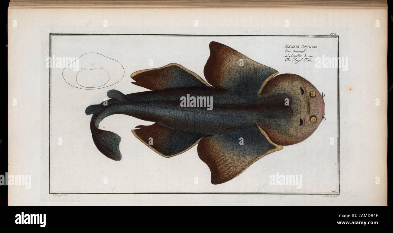 Squalus Squatina, The Angel FIsh Gross, 1994, #120; Squalus Squatina ...