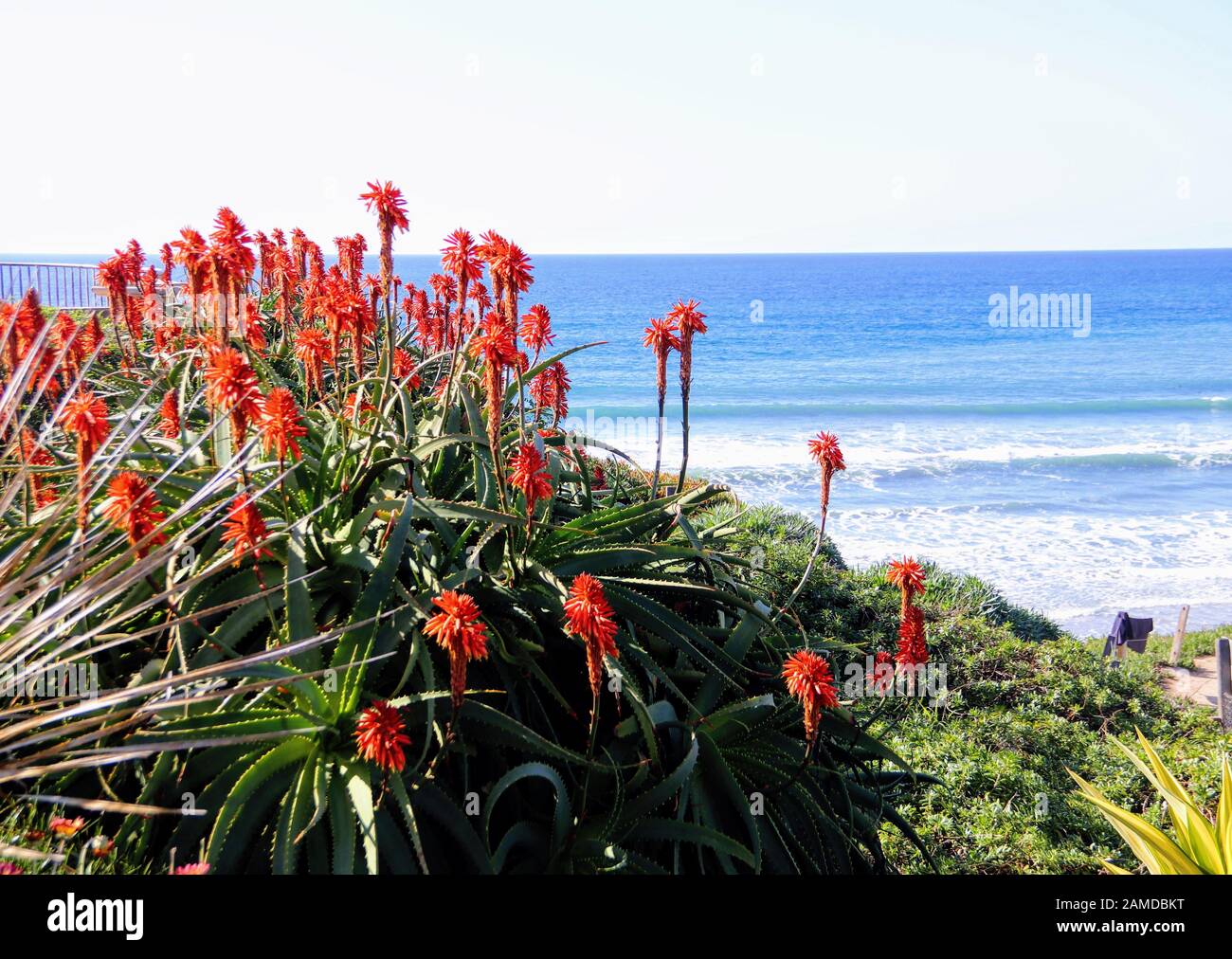 Aloe Vera flowers blooming at Moonlight State Beach Encinitas Stock ...