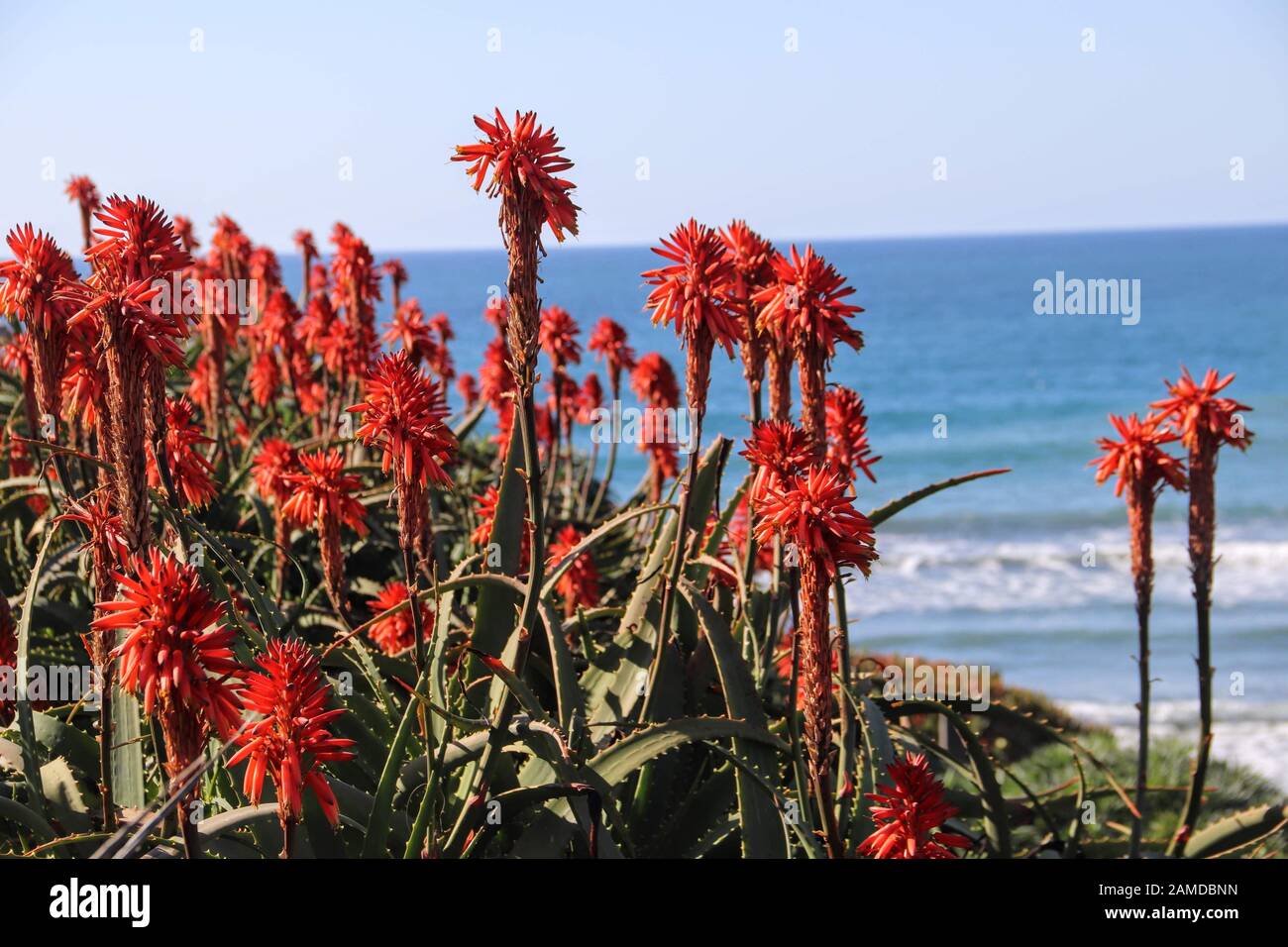 Aloe vera flowers red hi-res stock photography and images - Alamy