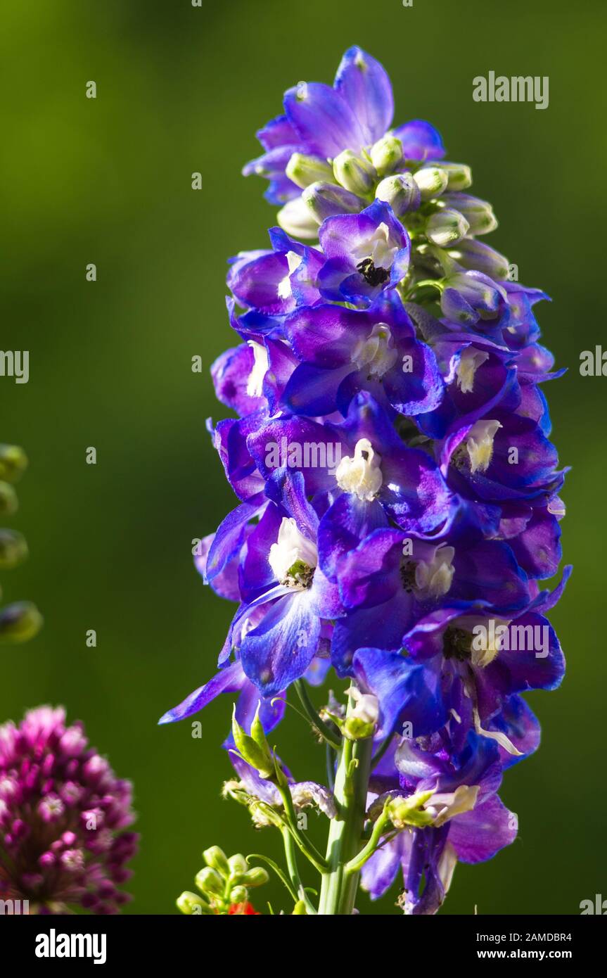 a colorful bouquet of bright spring flowers of various types, close-up ...