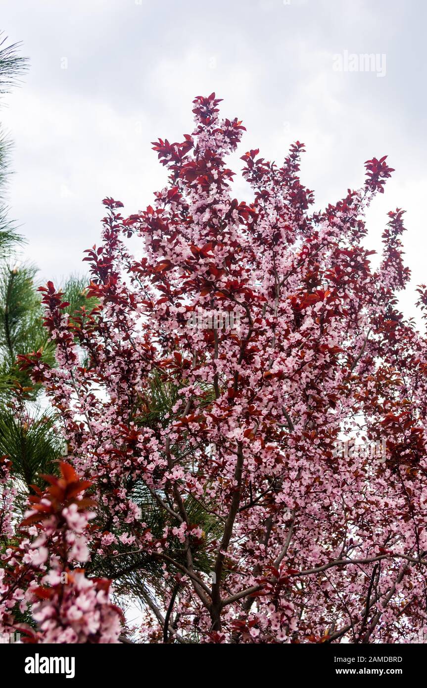 Background blooming beautiful pink cherries in raindrops on a sunny day ...