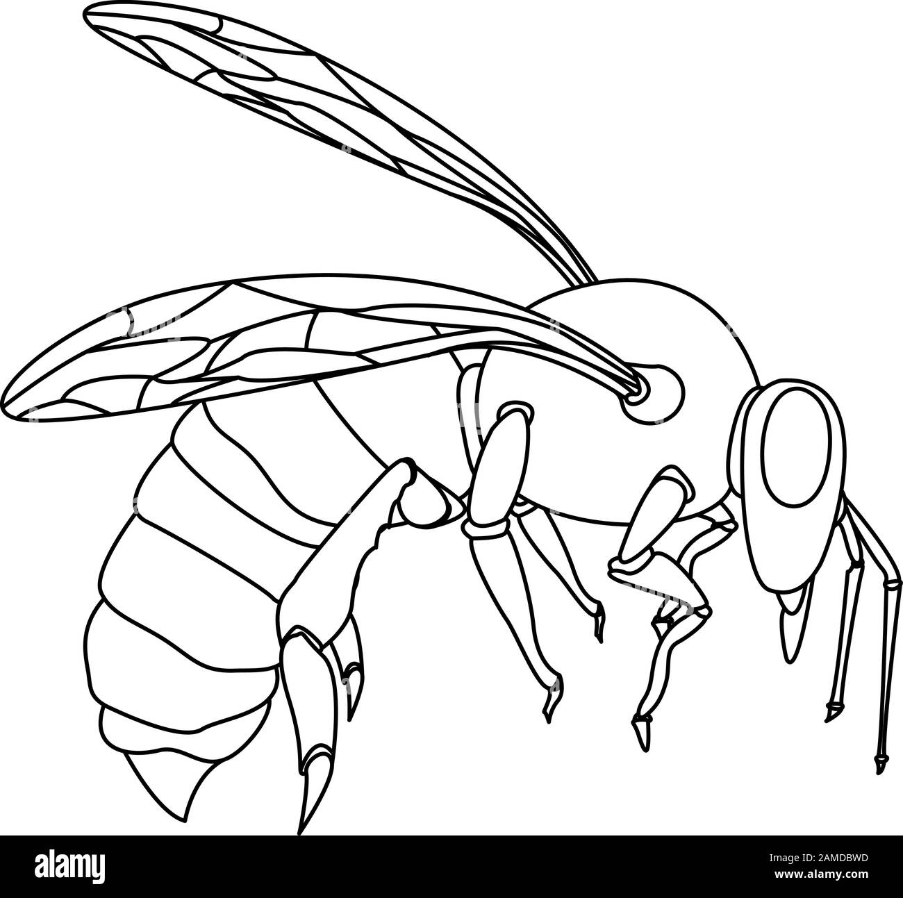 Bee wing detail Stock Vector Images - Alamy