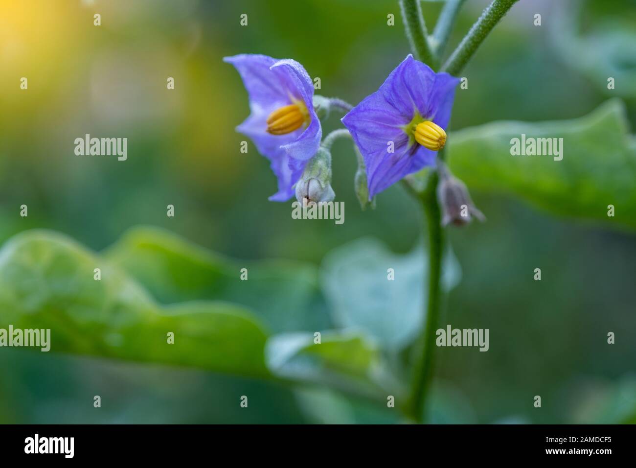 The Select focus Close up Thai Eggplant with flower on green leaf and ...