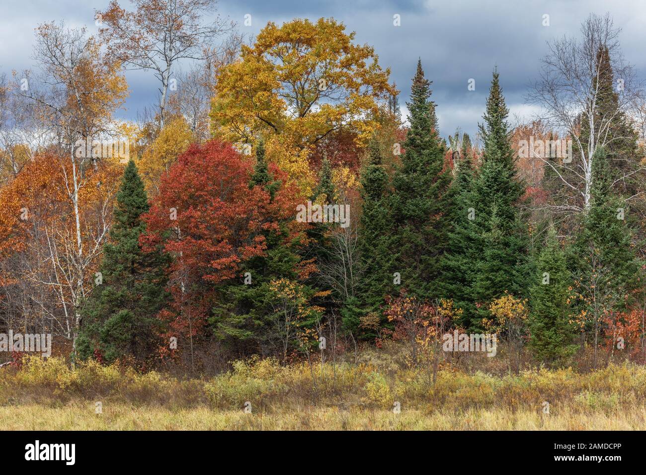 Cloudy day with red yellow autumn trees hi-res stock photography and ...