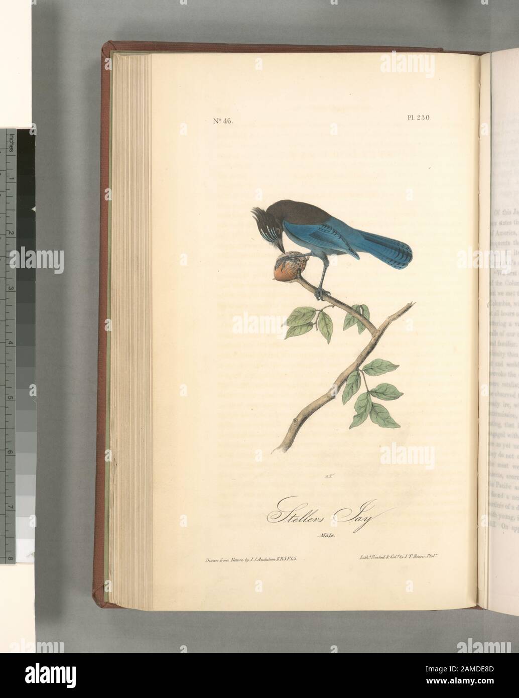 Male stellers jay hi-res stock photography and images - Alamy