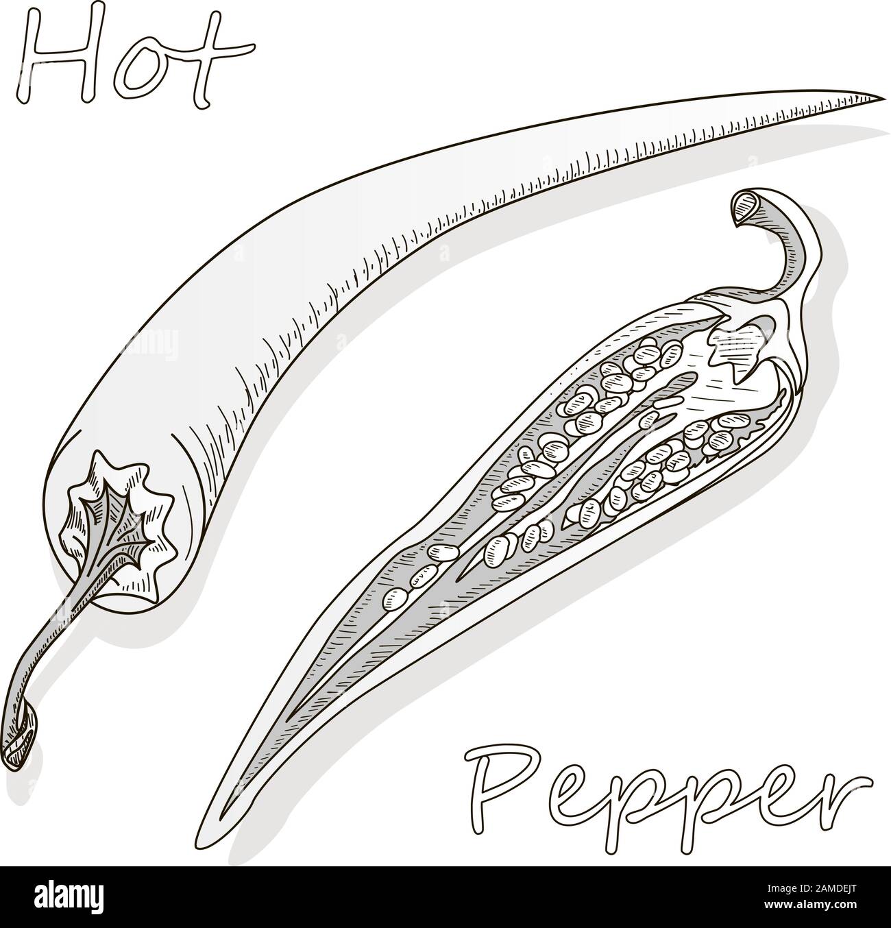 Closeup view pepper on white background, raw food ingredient concept ...