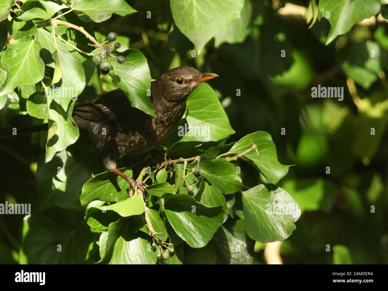 A pretty female Blackbird, Turdus merula, eating ivy berries in ...