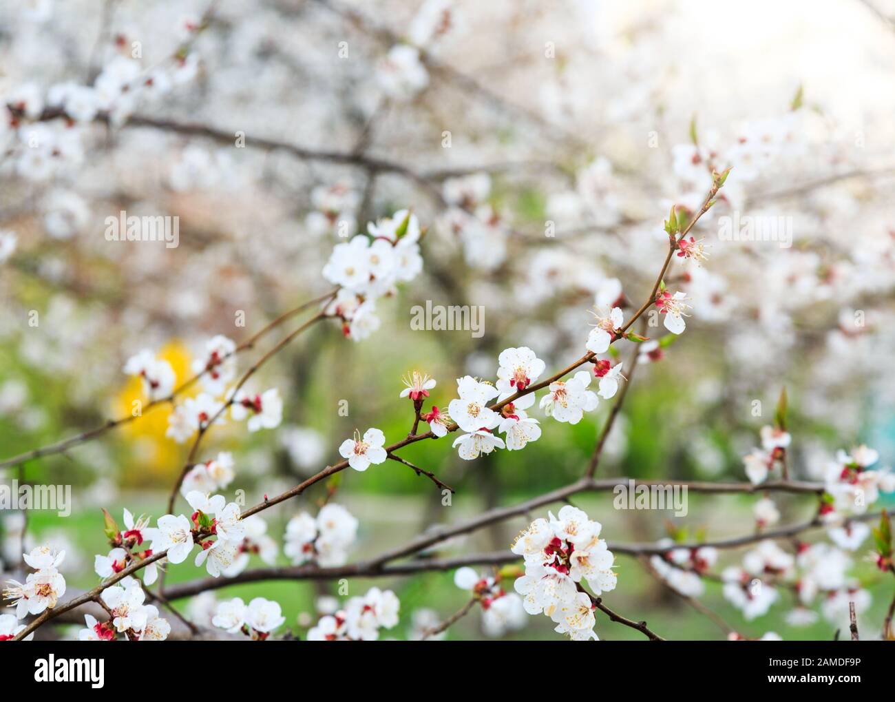 Spring blossoming trees closeup hi-res stock photography and images - Alamy
