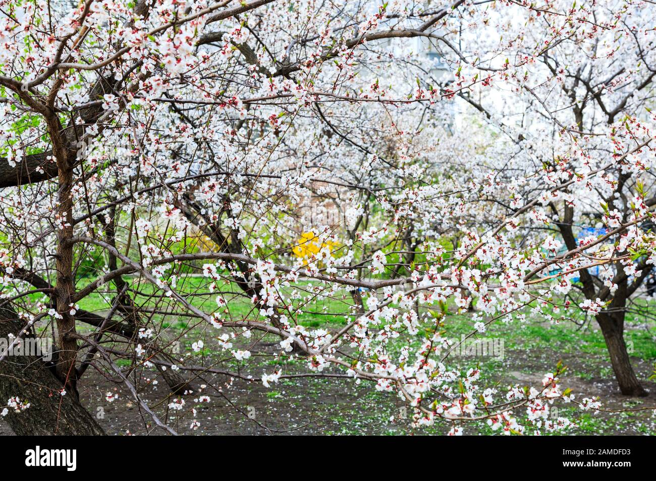 Blossoming cherry trees in spring. Sakura branches with sunlight. Nature background Stock Photo ...