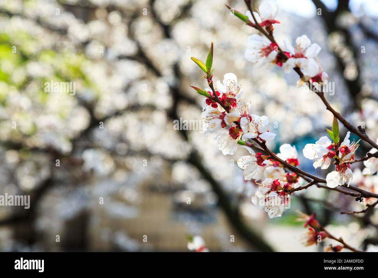Blossoming cherry trees in spring. Sakura branches with sunlight. Nature background Stock Photo ...