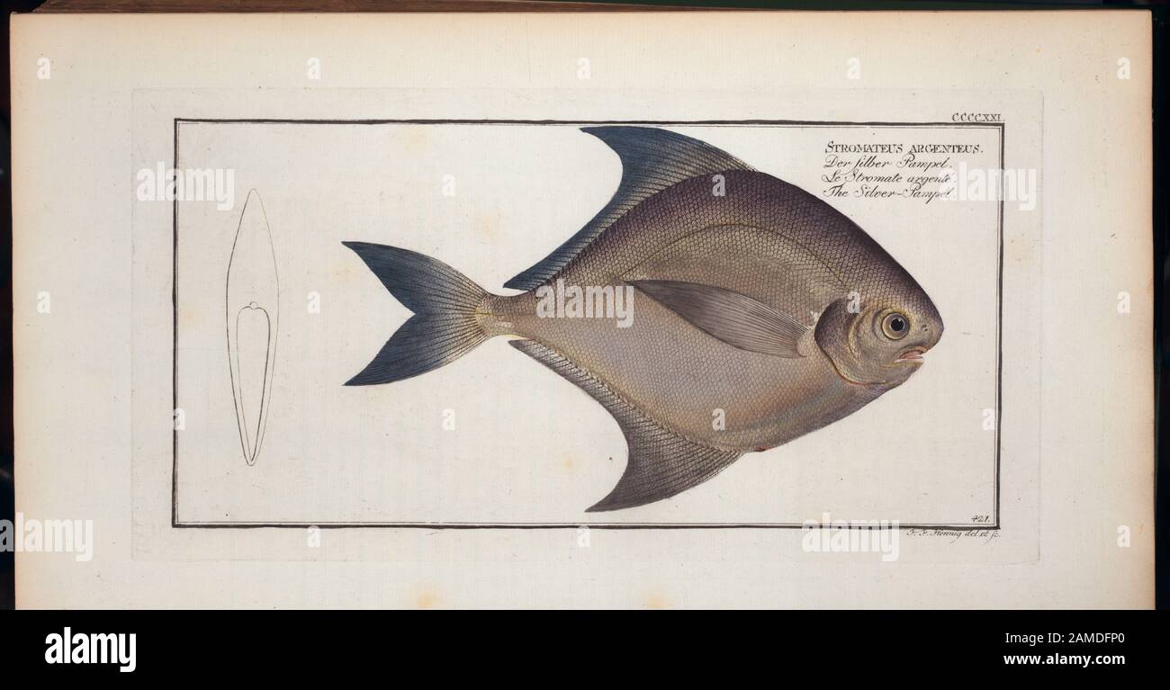 Stromateus argenteus hi-res stock photography and images - Alamy