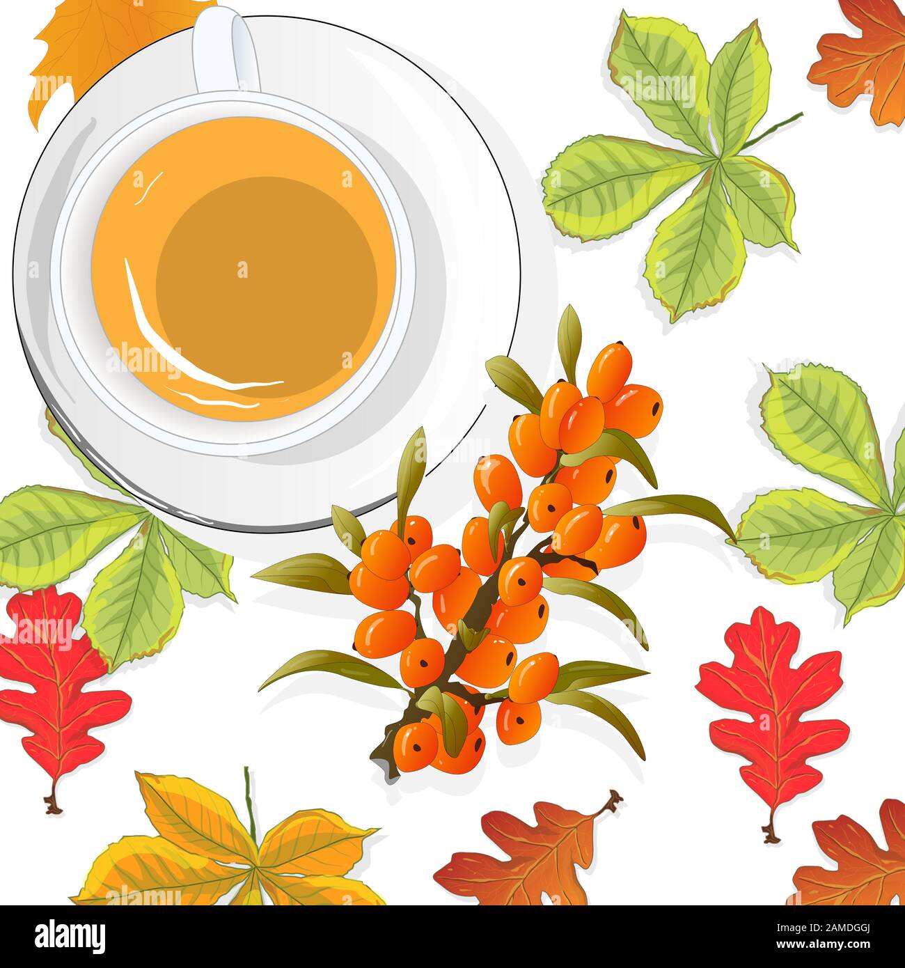 Cup of sea buckthorn tea on the dish. Branch of sea buckthorn berries ...