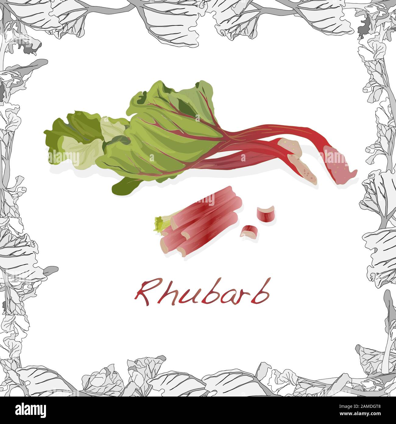 Fresh rhubarb illustration isolated on white background. Vector image ...