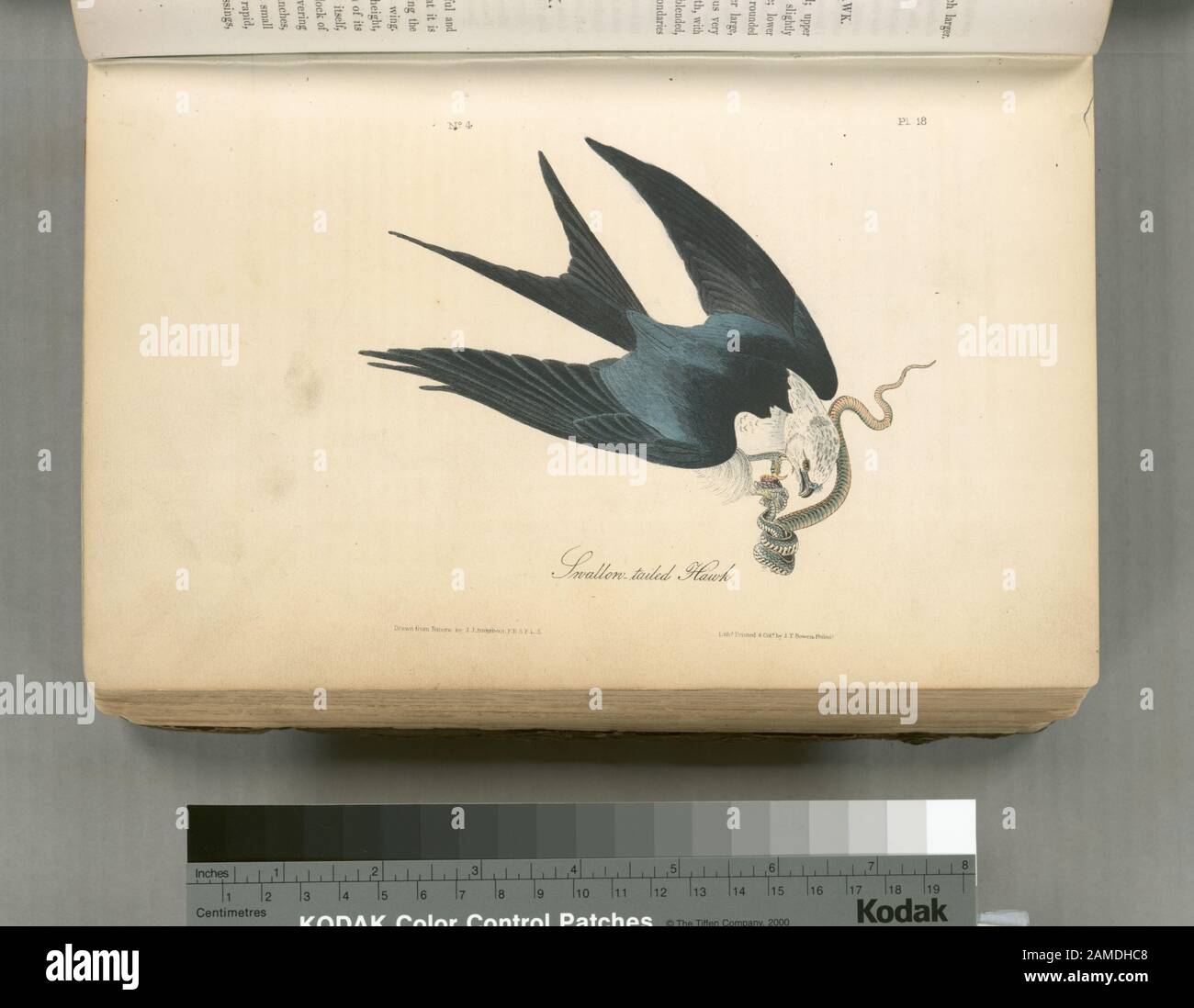 Swallow-tailed Hawk Nauglerus furcatus.; Swallow-tailed Hawk Stock ...