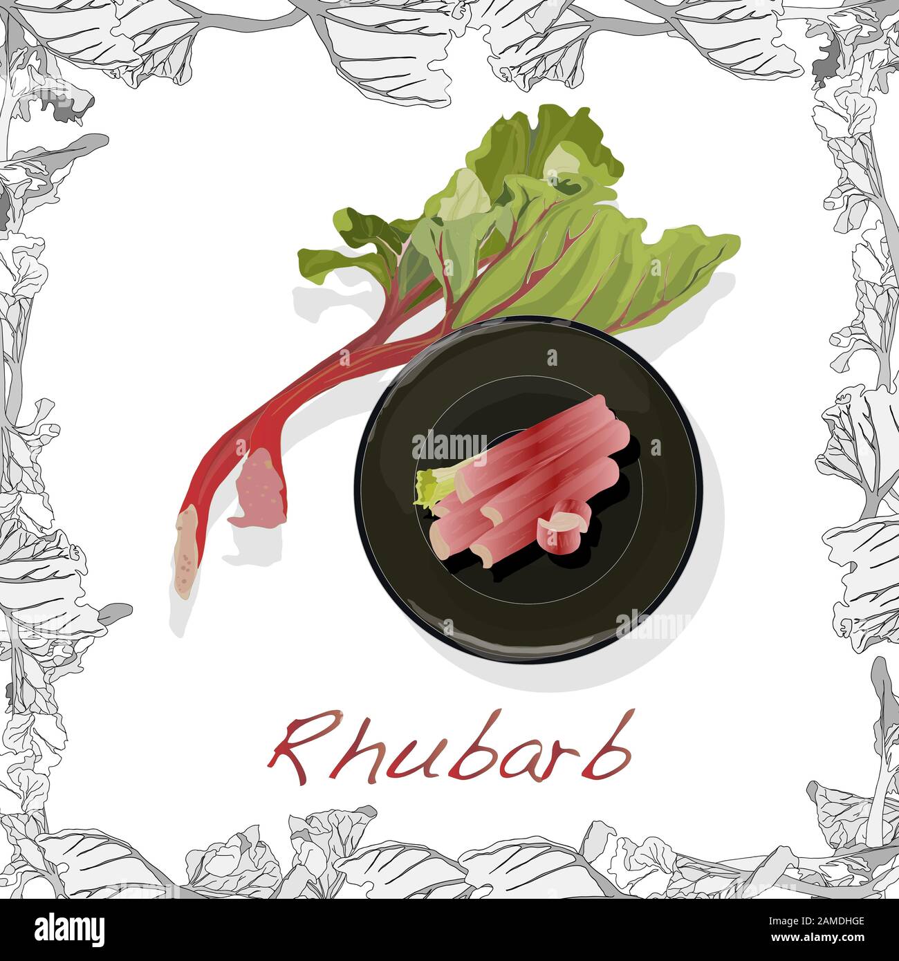Fresh rhubarb illustration isolated on white background. Vector image ...