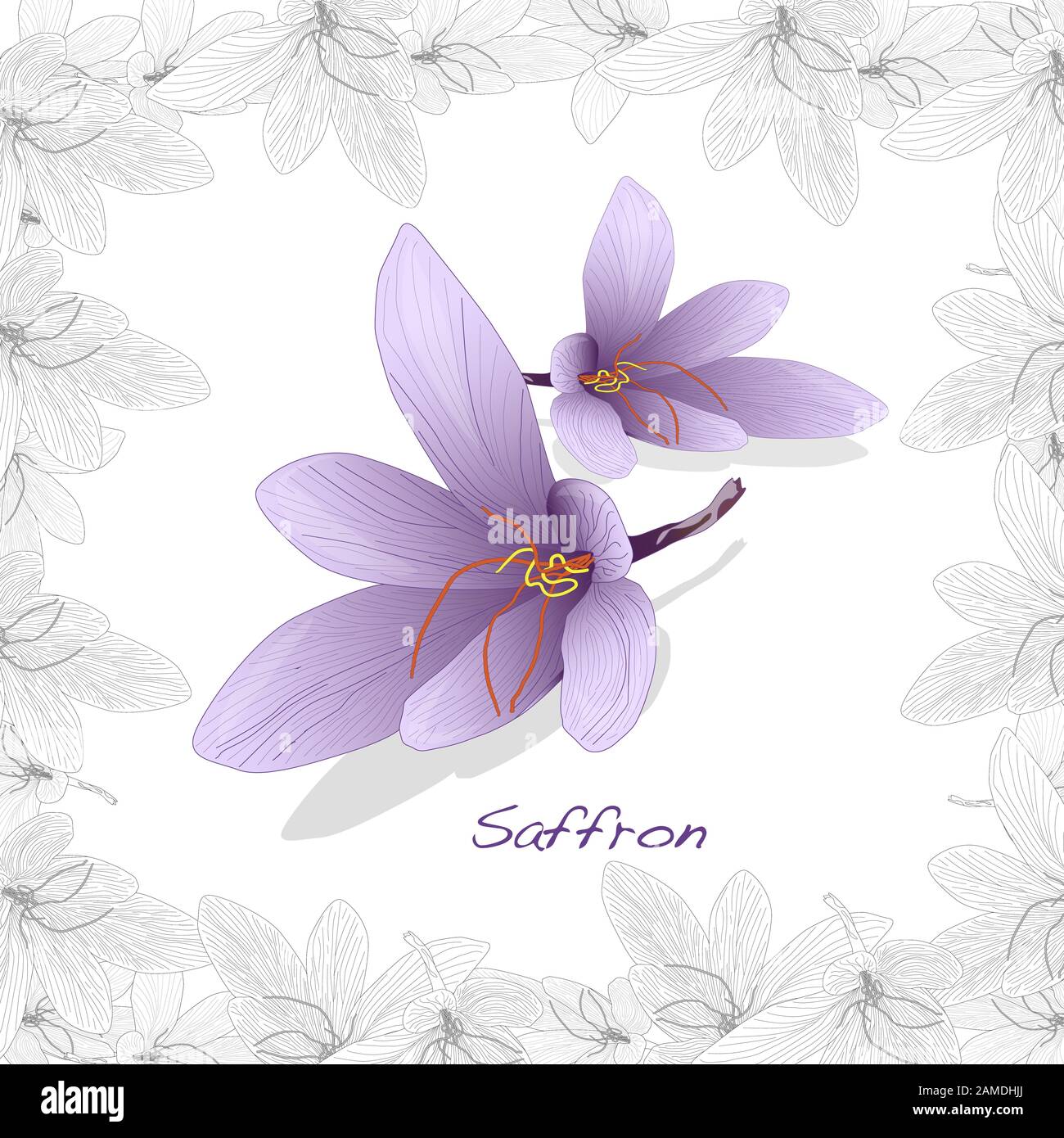 Saffron flower set in decorative frame. Vector isolated image Stock ...