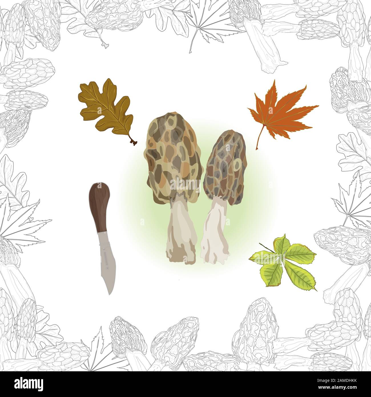 morel, yellow morel, true morel and sponge morel - edible mushrooms ...