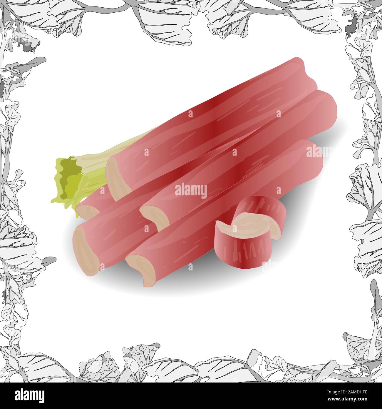Fresh rhubarb illustration isolated on white background. Vector image ...