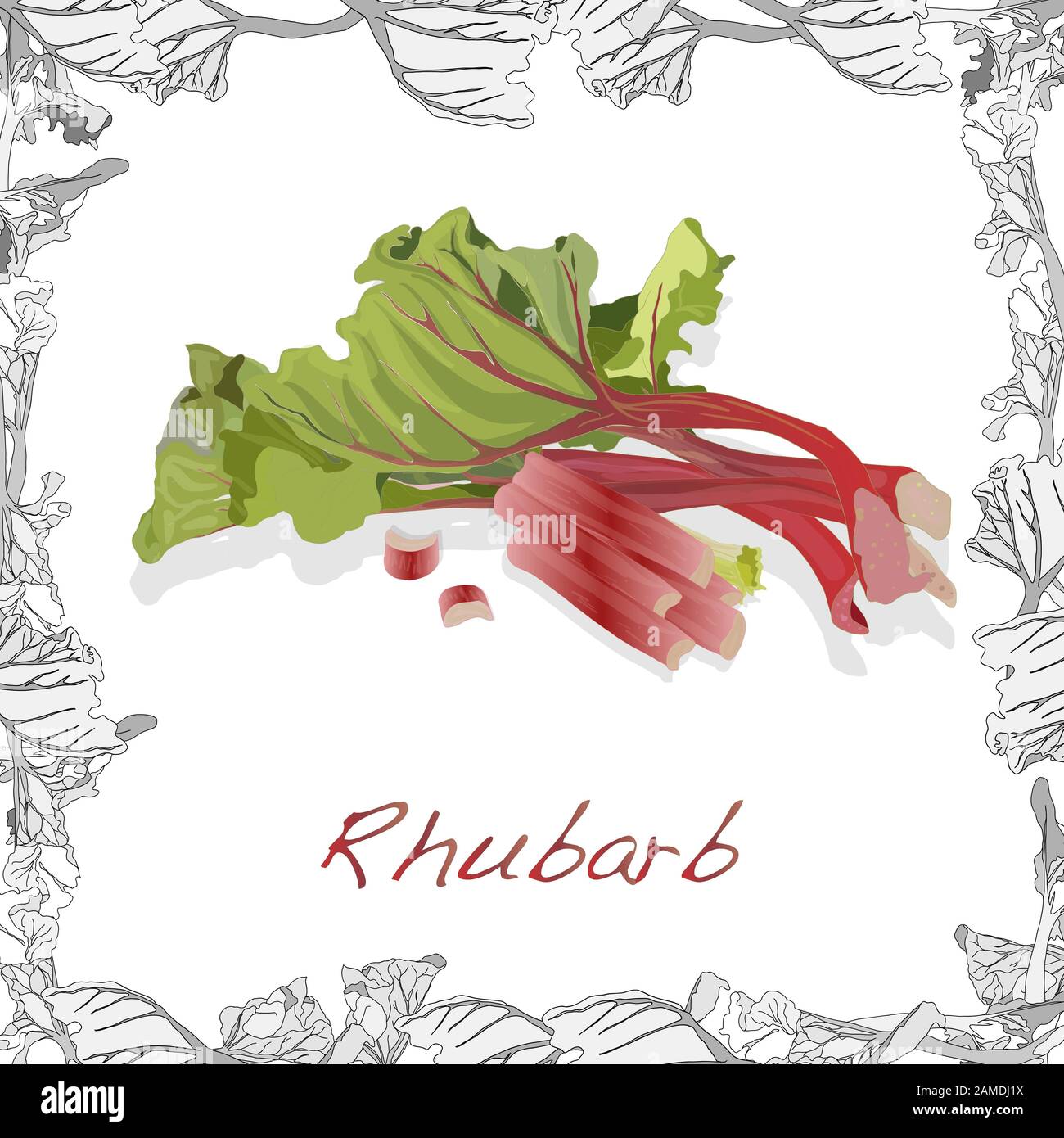 Rhubarb Illustration