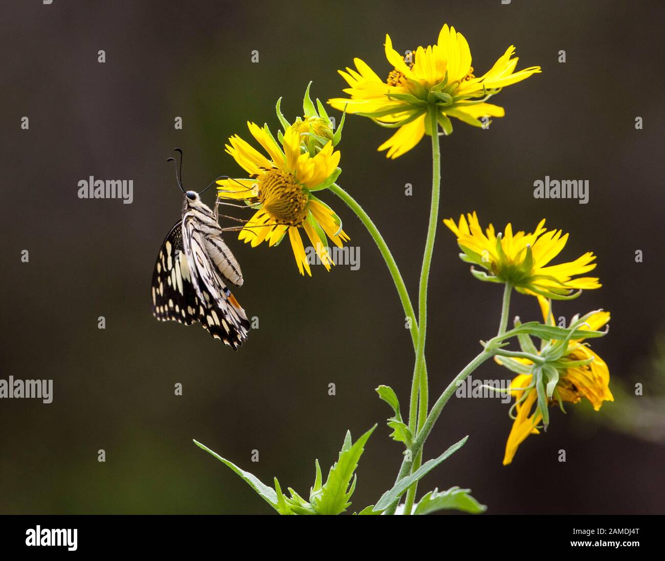 Chequered swallowtail butterfly hi-res stock photography and images - Alamy
