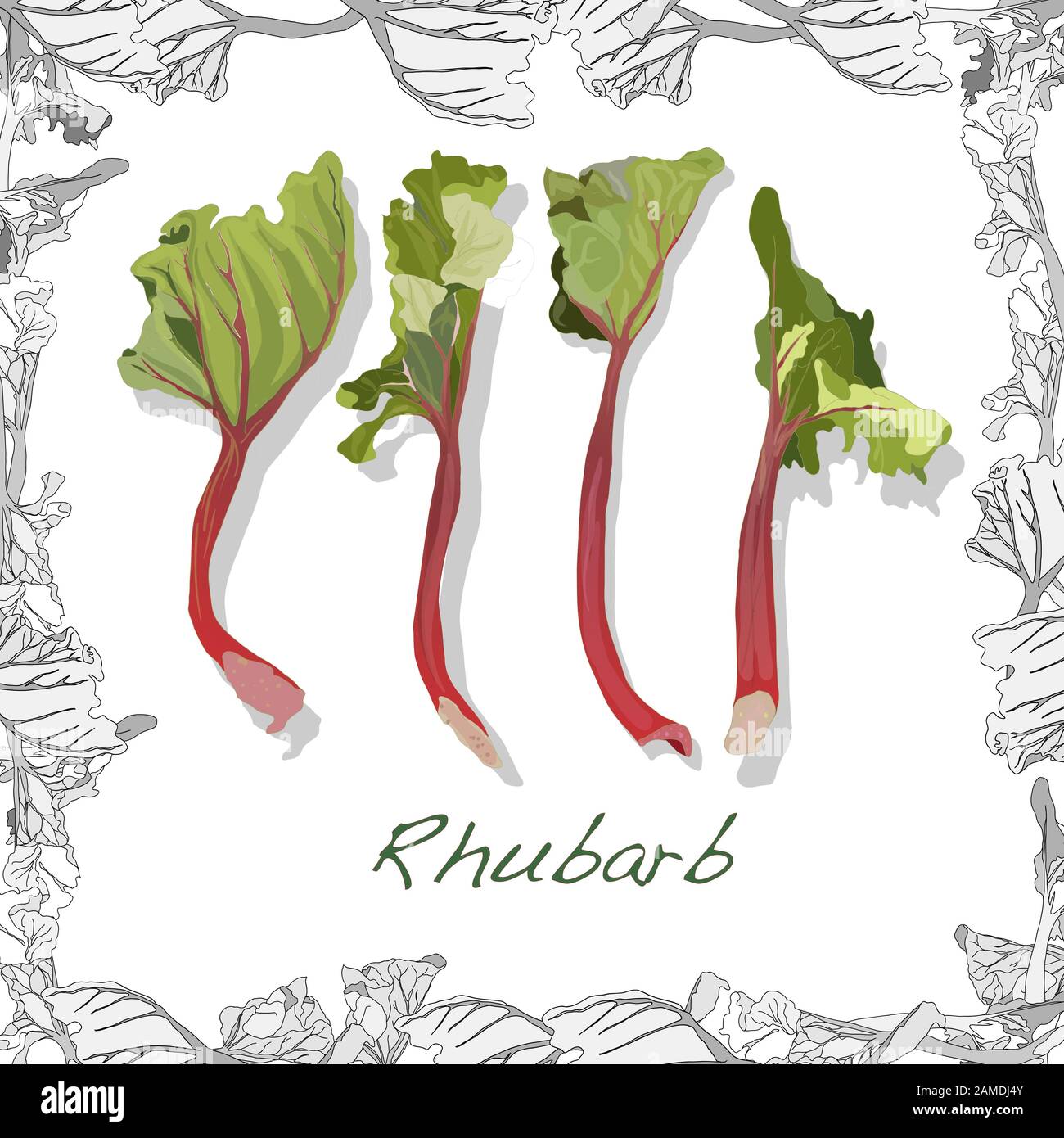 Fresh rhubarb illustration isolated on white background. Vector image ...