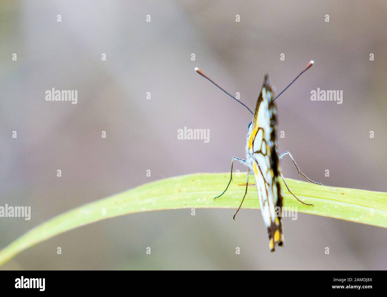 Chequered swallowtail hi-res stock photography and images - Alamy