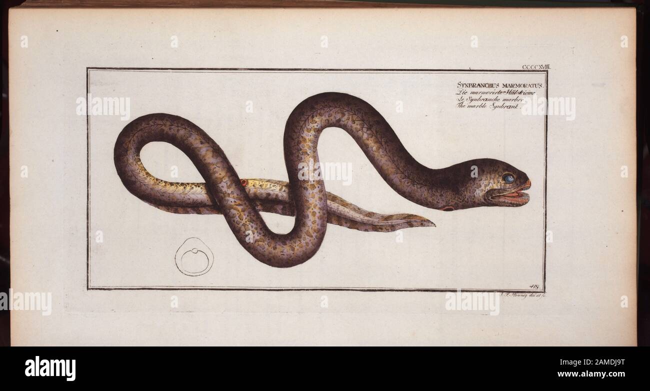 Synbranchus marmoratus hi-res stock photography and images - Alamy