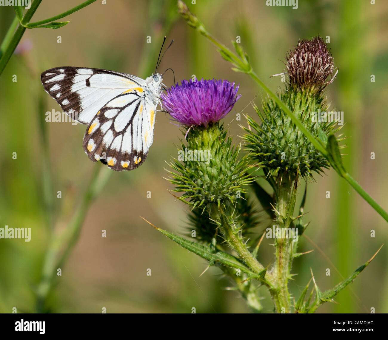 Chequered swallowtail australia hi-res stock photography and images - Alamy