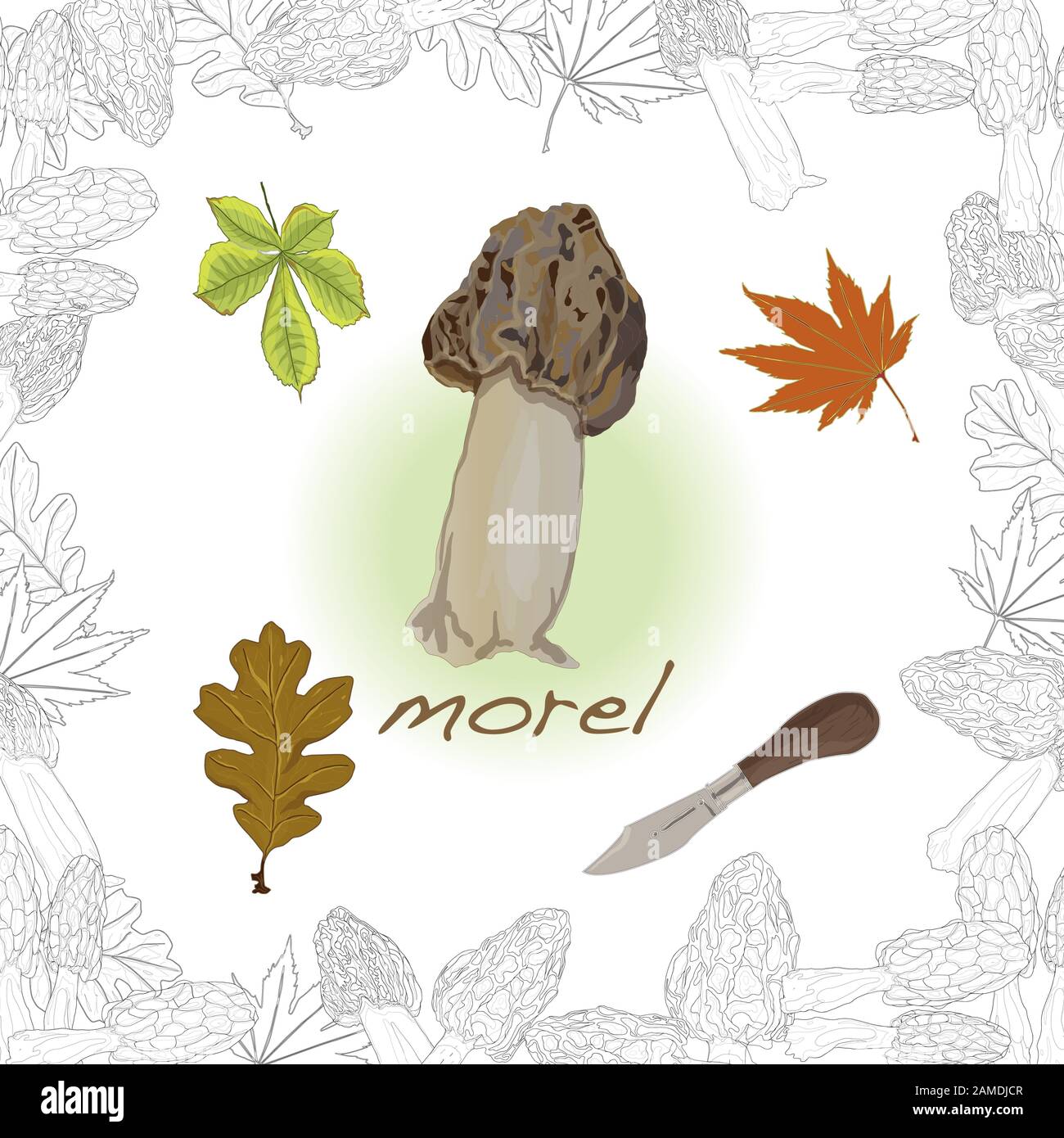 morel, yellow morel, true morel and sponge morel - edible mushrooms ...