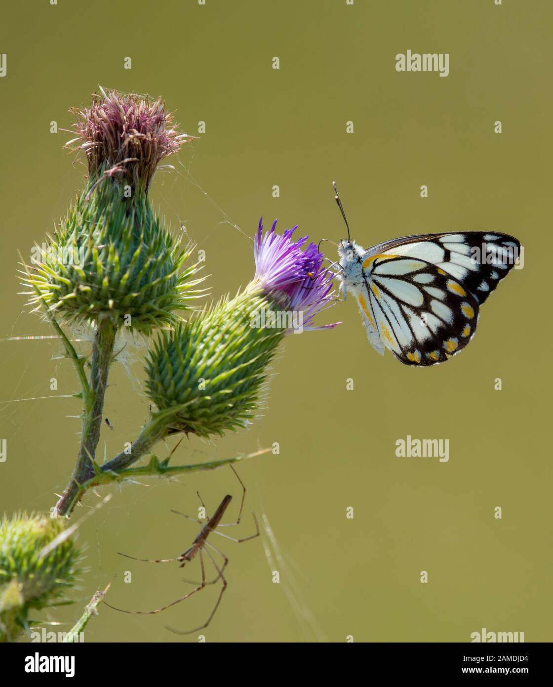 Chequered swallowtail australia hi-res stock photography and images - Alamy