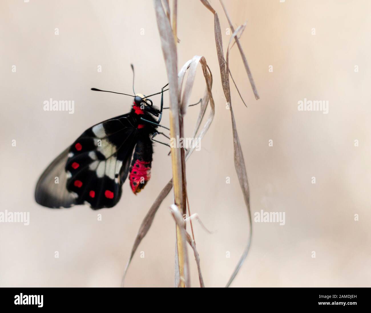 Clearwing swallowtail hi-res stock photography and images - Alamy