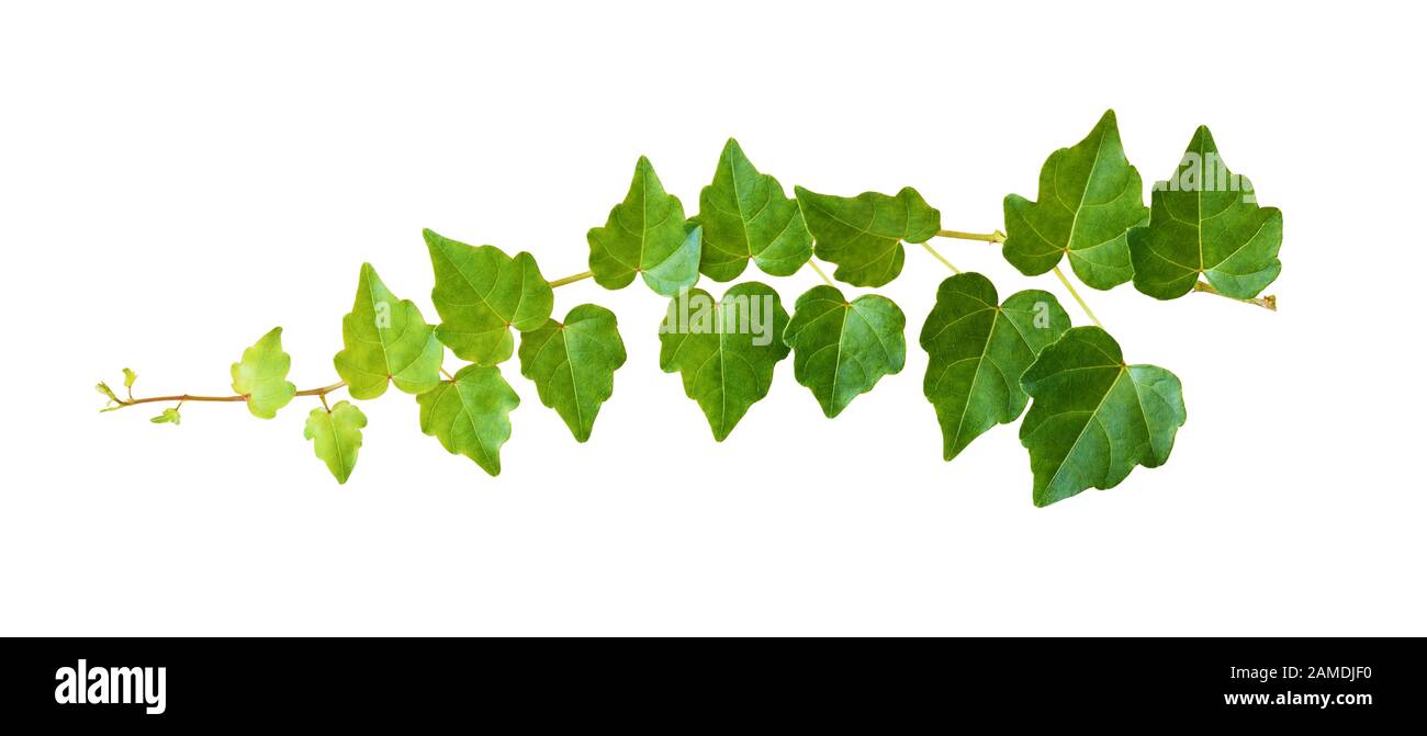 Ivy twig with small green leaves isolated on white Stock Photo - Alamy