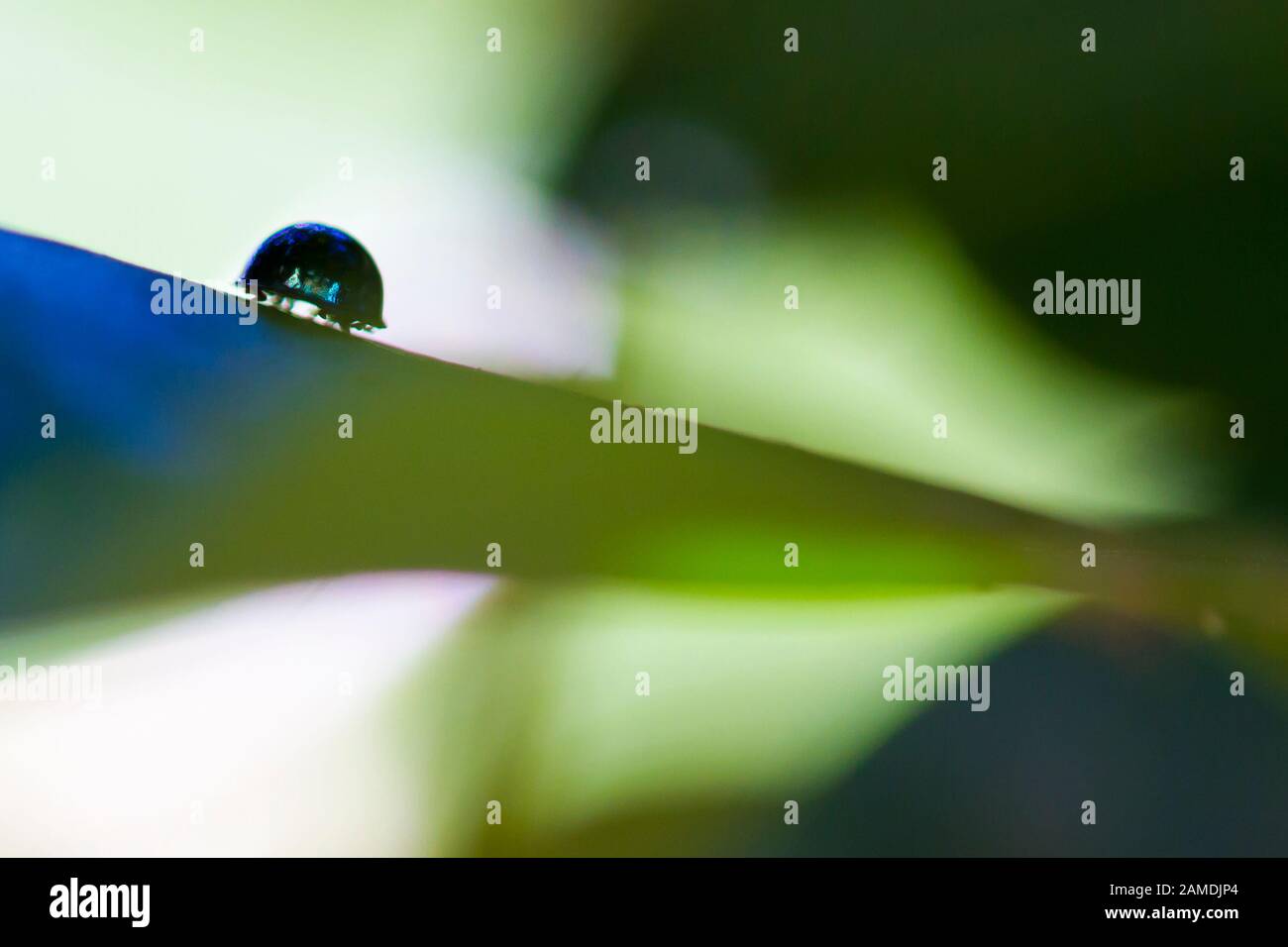 Steelblue ladybird hi-res stock photography and images - Alamy