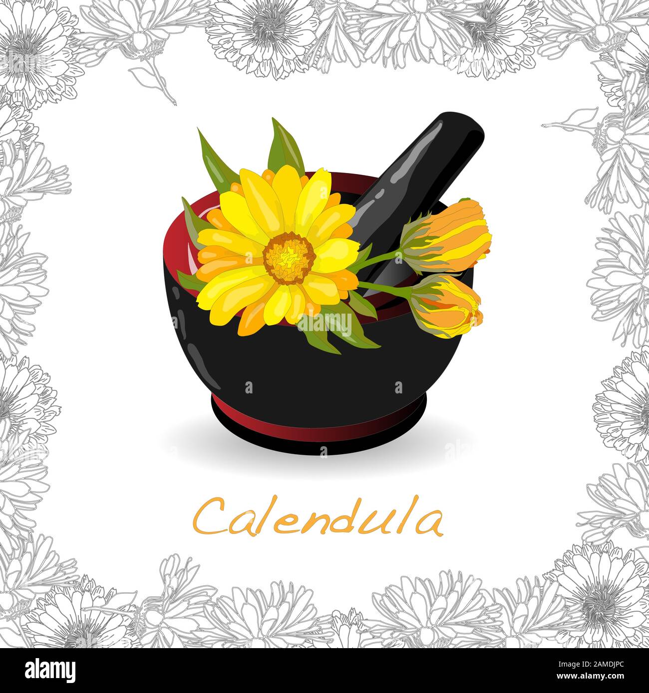 Calendula. Medical herb illustration isolated on white. Vector ...