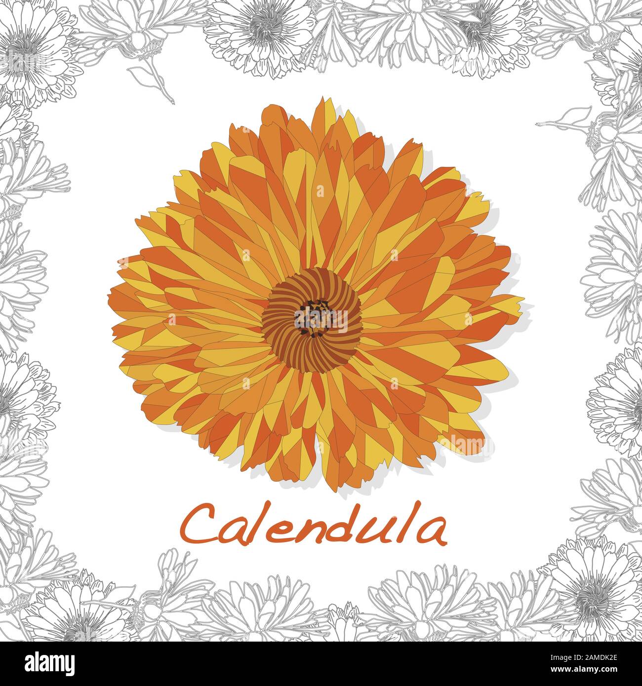 Calendula. Medical herb illustration isolated on white. Vector ...
