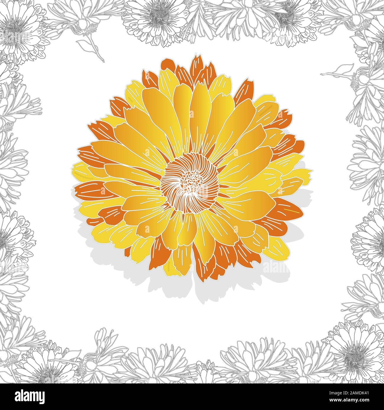 Calendula. Medical herb illustration isolated on white. Vector ...