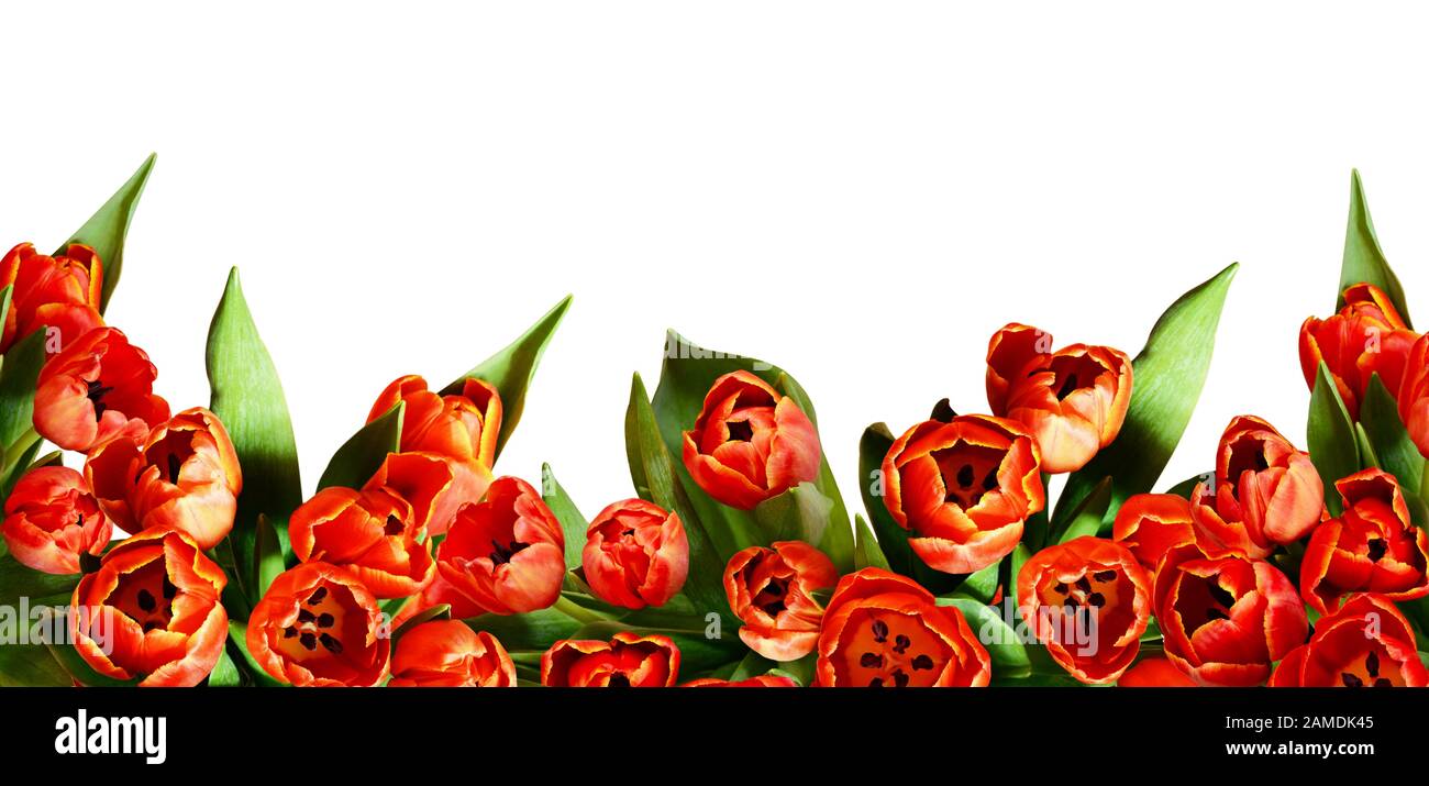 Flower Bottom Border