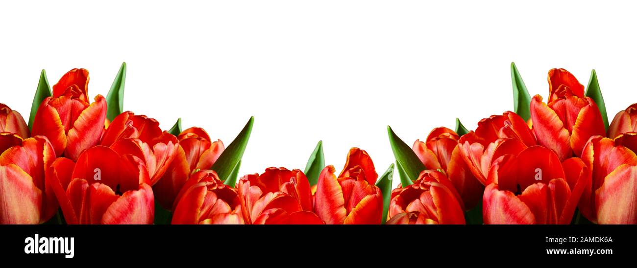 Red tulip flowers in a border isolated on white background Stock Photo ...