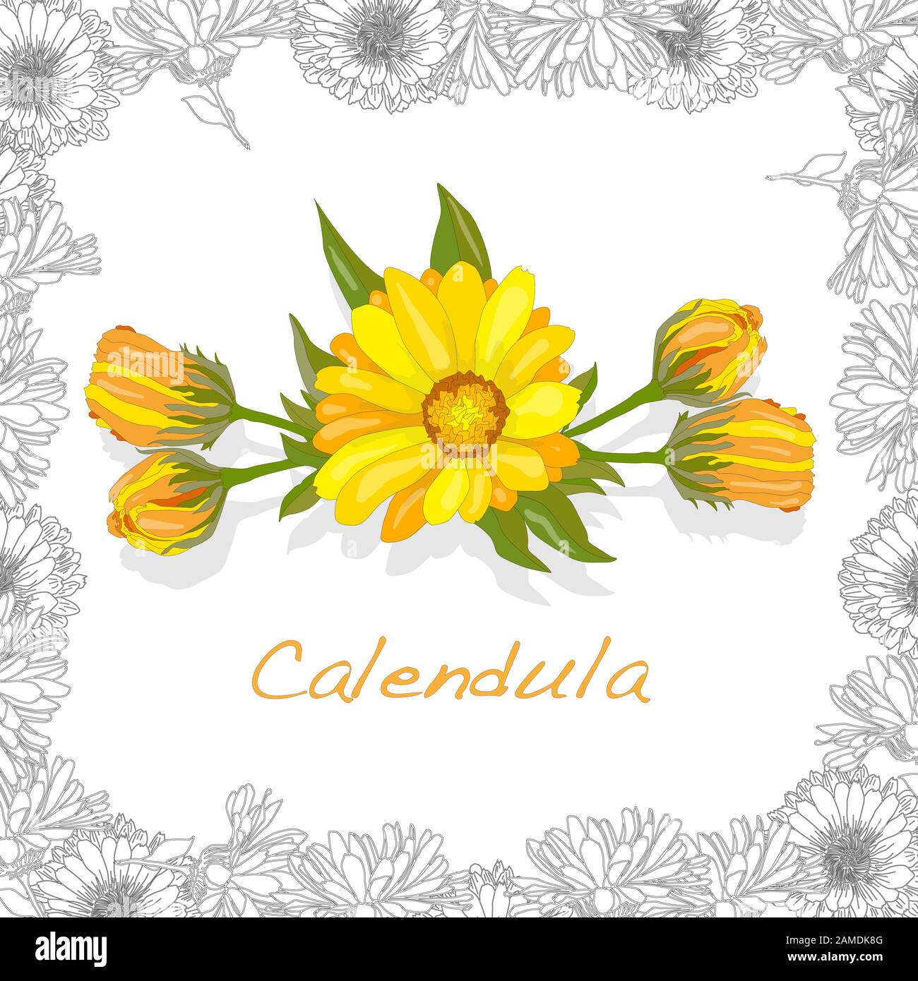 Calendula. Medical herb illustration isolated on white. Vector ...