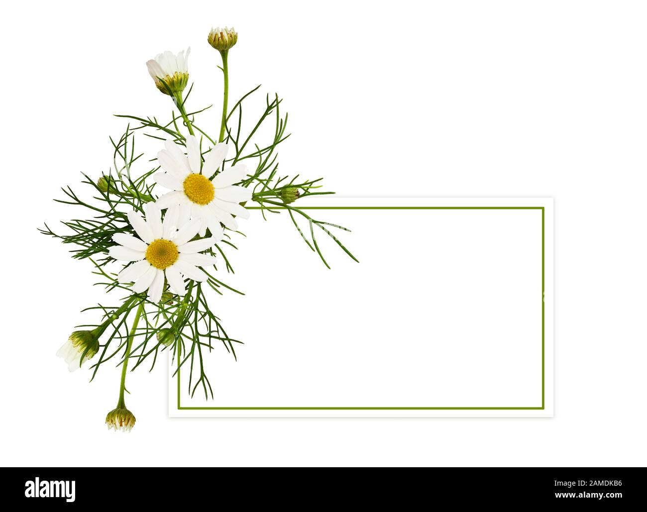 Daisy flowers arrangement and a card isolated on white background Stock ...