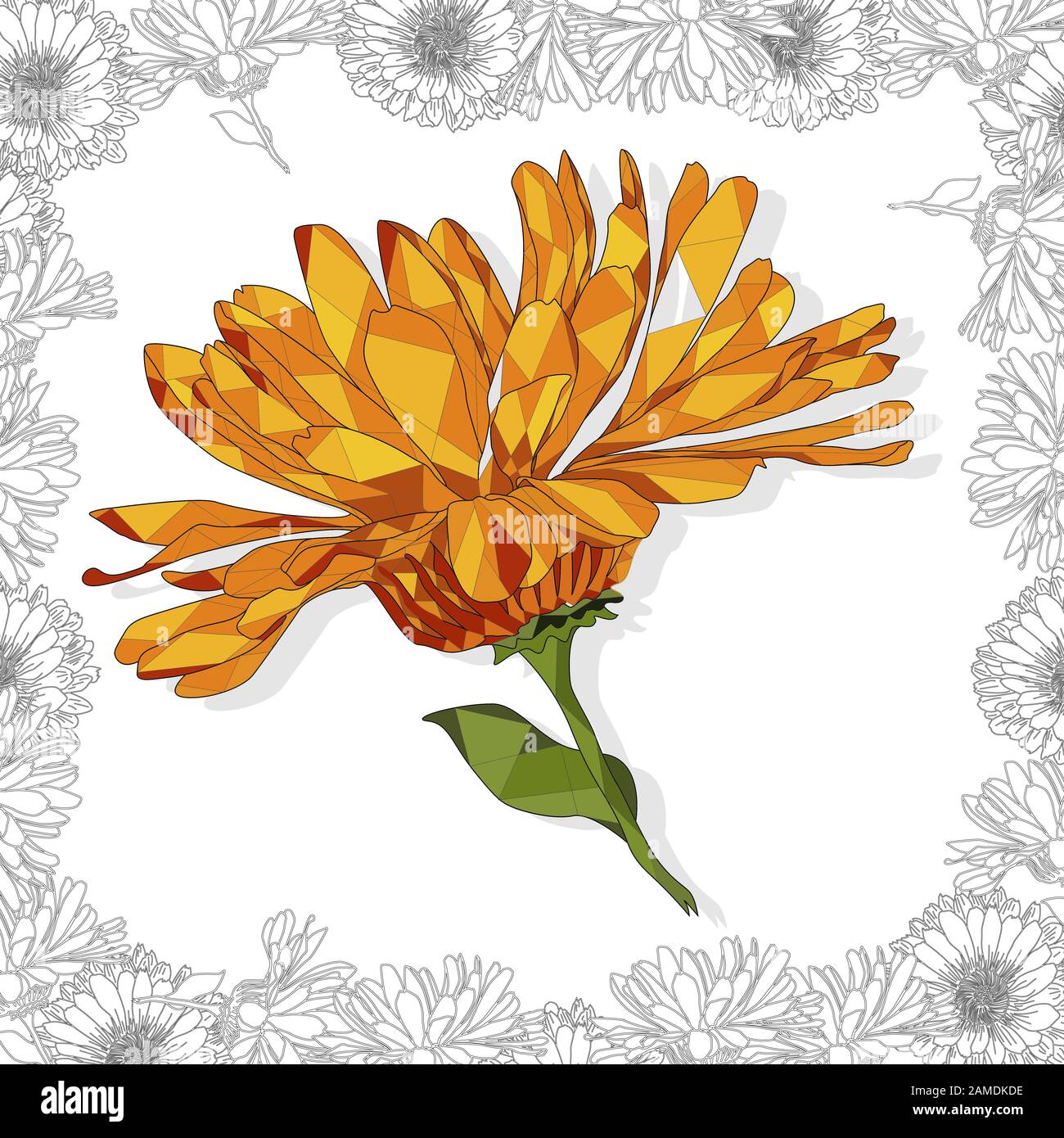 Calendula. Medical herb illustration isolated on white. Vector ...