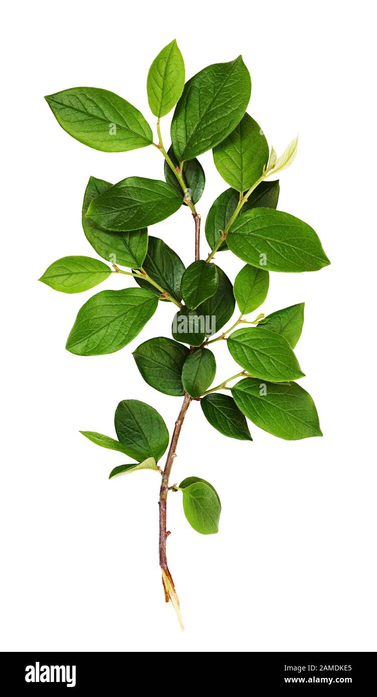 Fresh branch with green leaves isolated on white background Stock Photo ...