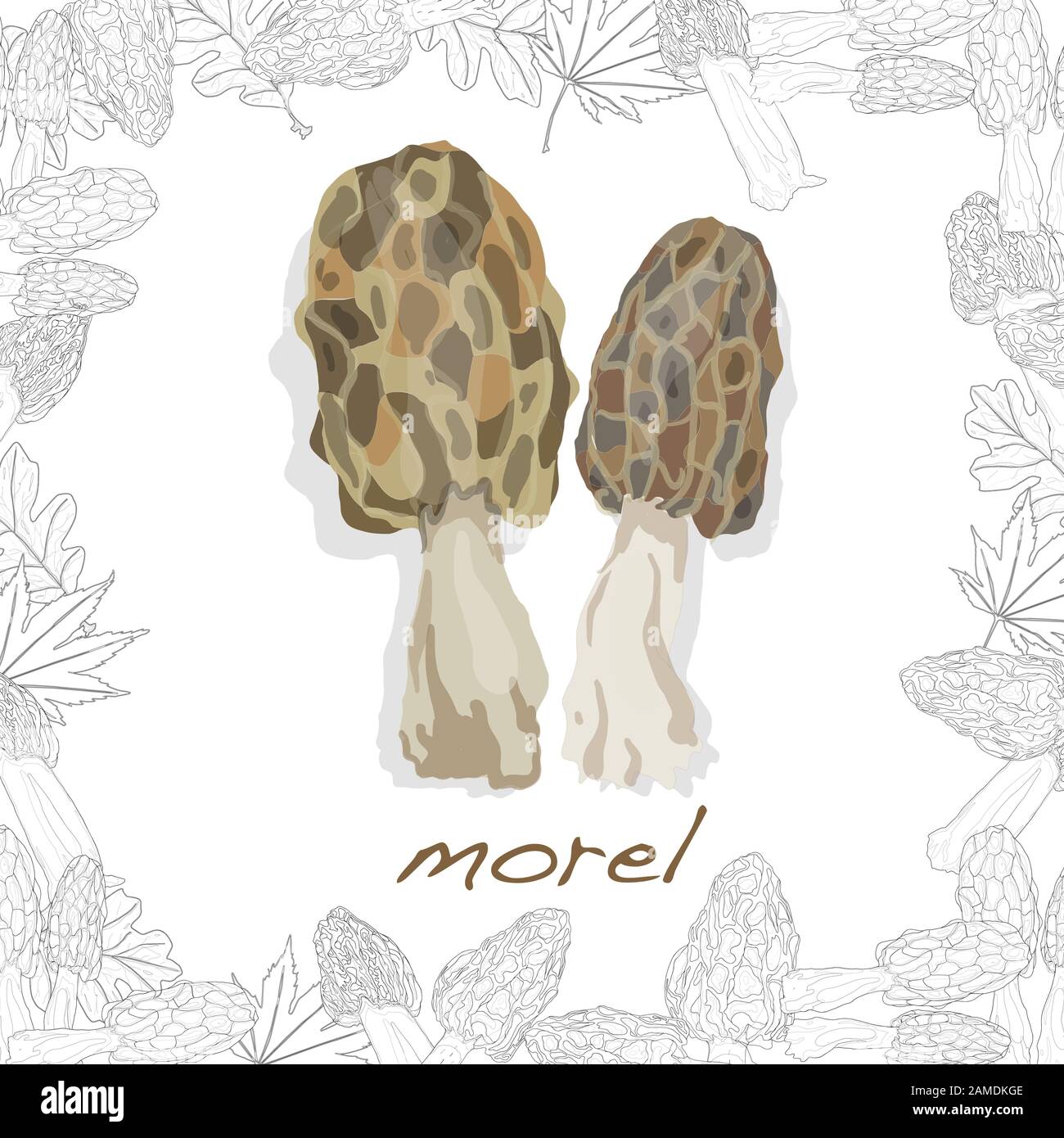 morel, yellow morel, true morel and sponge morel - edible mushrooms ...
