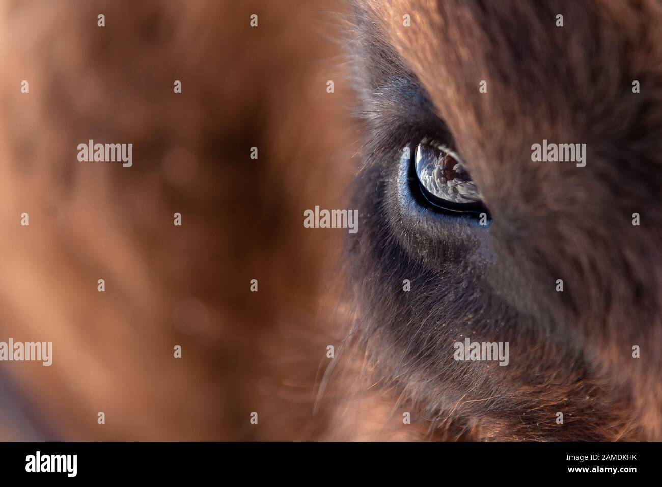 Close-up on the big eye of an animal, bull, bison, cow or horse with ...