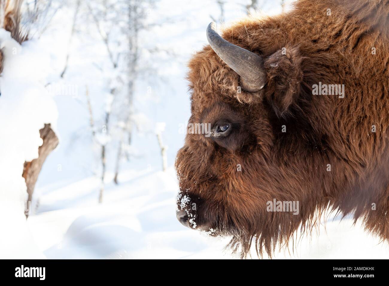 Bison bull head with brown fur and horns on a white isolated background ...