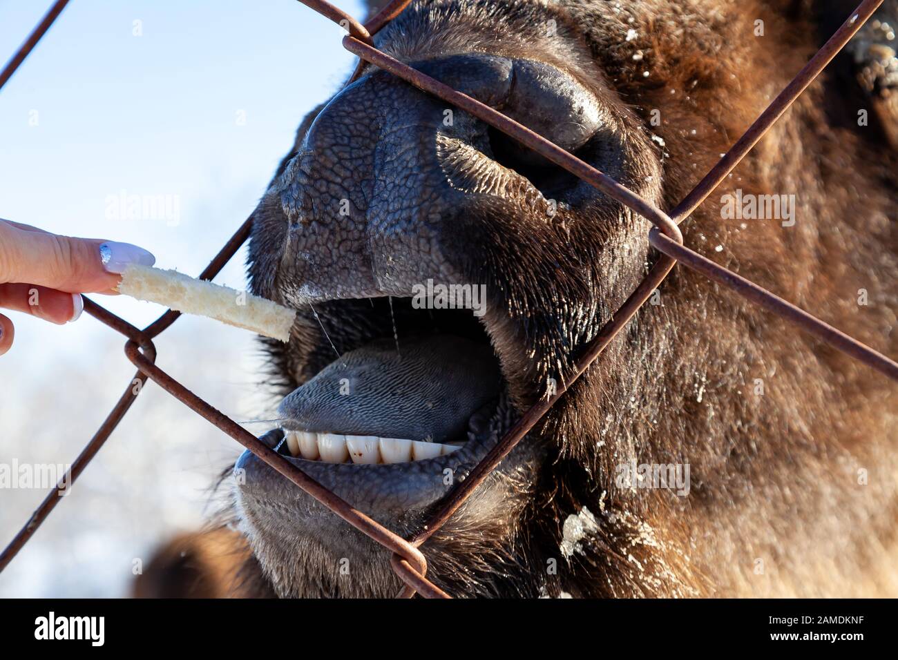 Bull chewing hay hi-res stock photography and images - Alamy