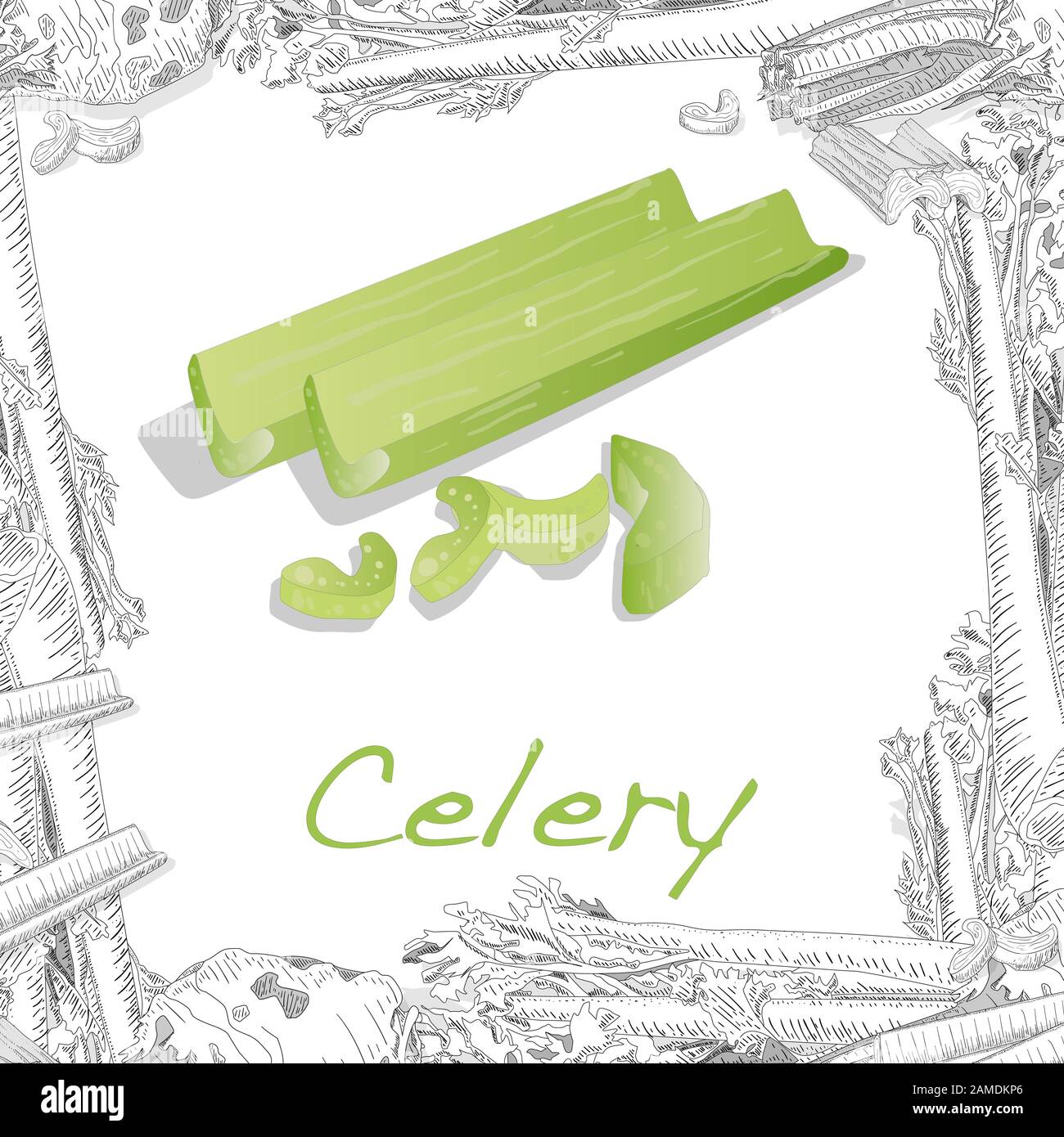 Celery isolated on white backgraund. Vector illustration Stock Vector ...